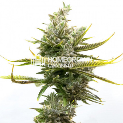 Magnum Autoflower Cannabis Seeds - Strain info | Homegrown Diaries