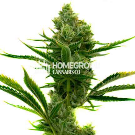 Super Skunky Jack Feminized Cannabis Seeds Strain Profile | Homegrown ...