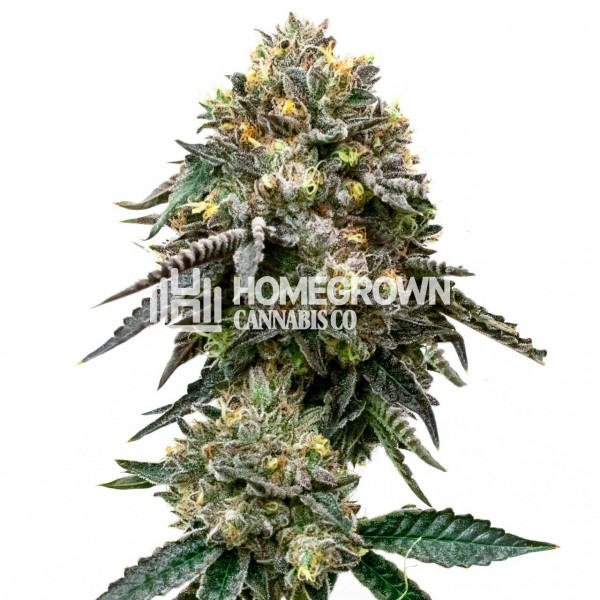 Blackberry Autoflower Cannabis Seeds - Strain info | Homegrown Diaries