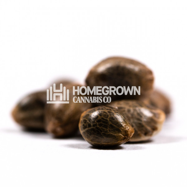 Big Devil Autoflower Cannabis Seeds - Strain info | Homegrown Diaries