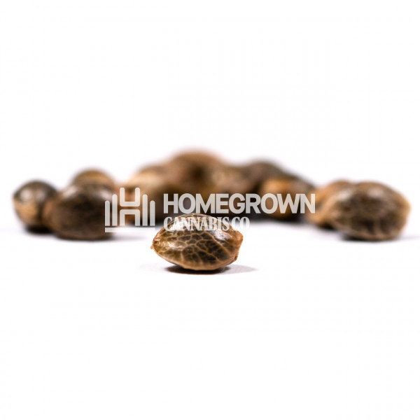 Blueberry Head Band Feminized Cannabis Seeds - Strain info | Homegrown ...