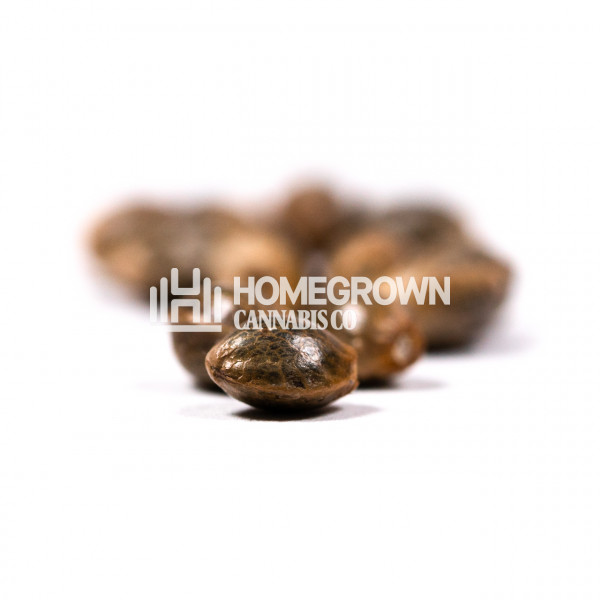 Cloudberry Feminized Cannabis Seeds - Strain info | Homegrown Diaries