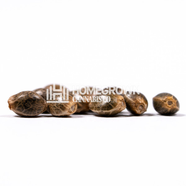 Skunk Kush Seeds