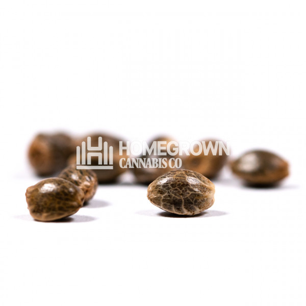 Purple Sunset Autoflower Cannabis Seeds - Strain info | Homegrown Diaries