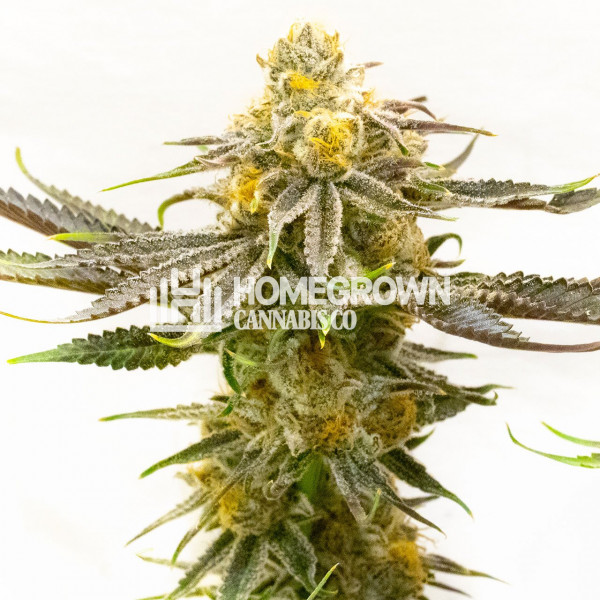Strawberry Cheese Autoflower Cannabis Seeds - Strain info | Homegrown ...