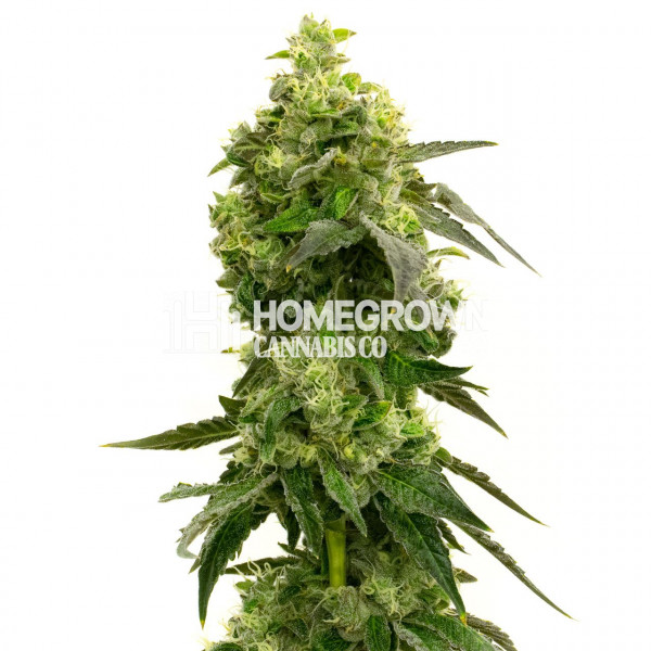 Mango Crack Feminized Cannabis Seeds - Strain info | Homegrown Diaries