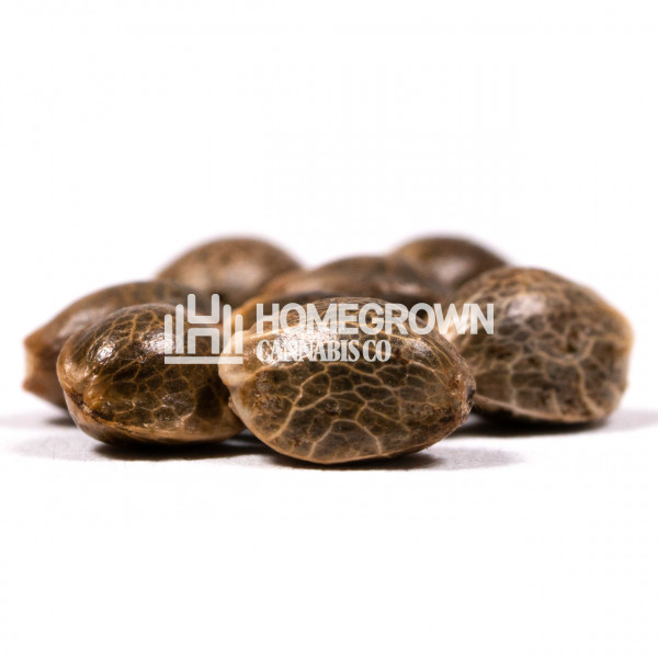 Shishkaberry Feminized Cannabis Seeds - Strain info | Homegrown Diaries