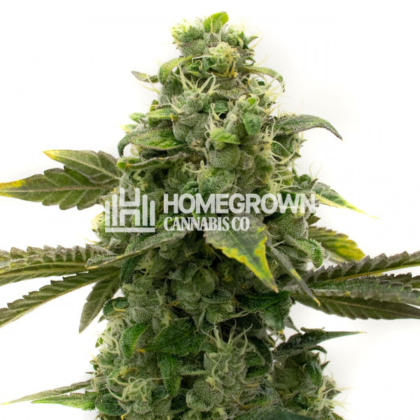 CBD ACDC Feminized Cannabis Seeds - Strain info | Homegrown Diaries