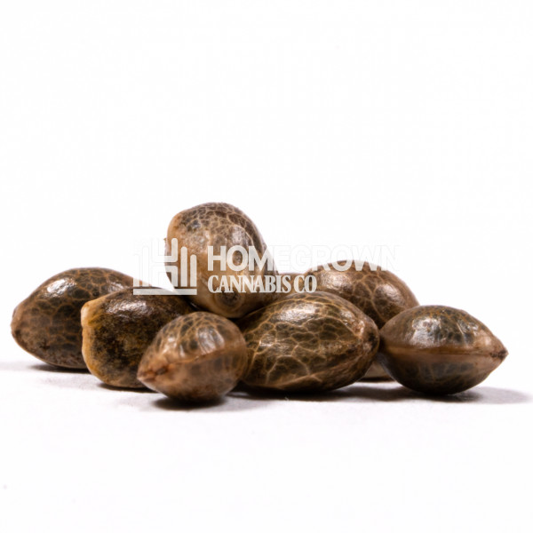 Mexican Haze Feminized Cannabis Seeds - Strain info | Homegrown Diaries
