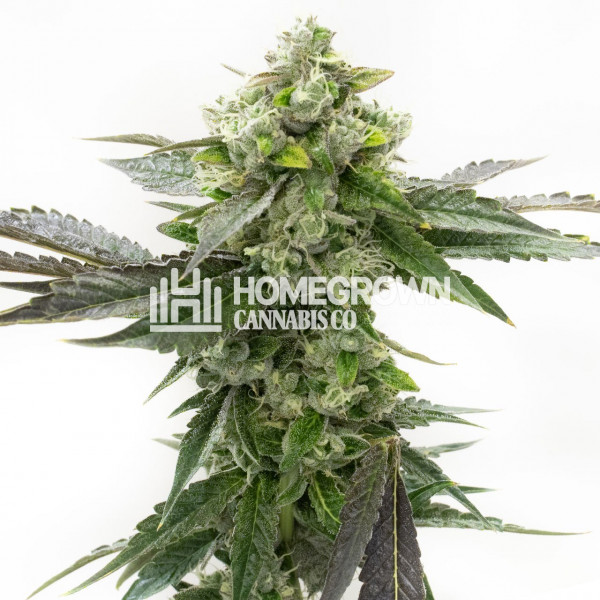 Critical Blue Feminized Cannabis Seeds - Strain info | Homegrown Diaries