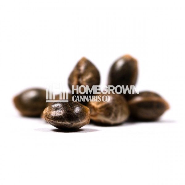 Disco Bizkit Feminized Cannabis Seeds - Strain info | Homegrown Diaries