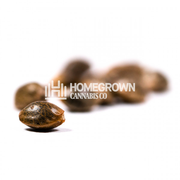 Orange Skunk Feminized Cannabis Seeds - Strain info | Homegrown Diaries