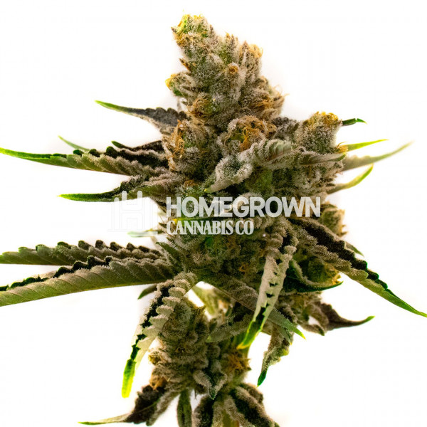 Amnesia Kush Autoflower Cannabis Seeds - Strain info | Homegrown Diaries