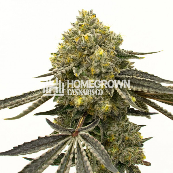 Critical Fast Bud Autoflower Cannabis Seeds - Strain info | Homegrown ...