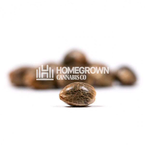 Amnesia Autoflower Cannabis Seeds - Strain info | Homegrown Diaries