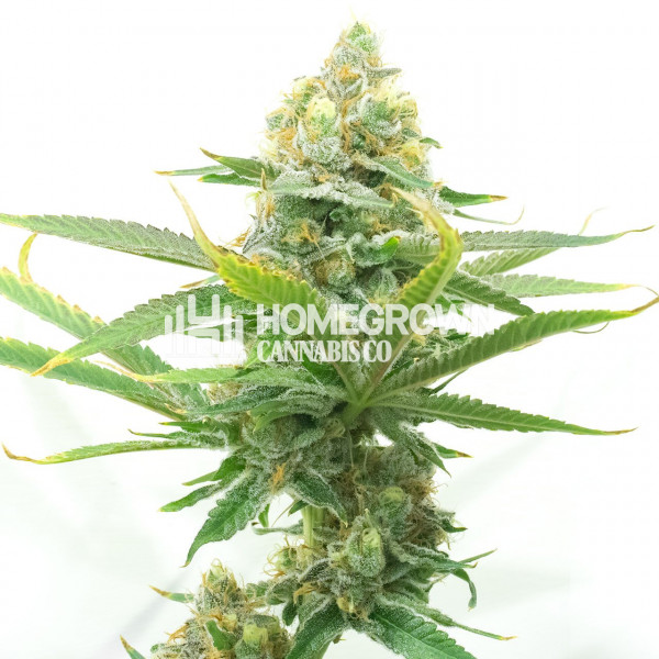 Moby Dick Autoflower Cannabis Seeds - Strain info | Homegrown Diaries