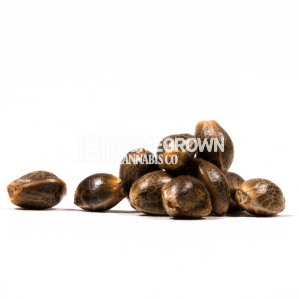 Blue Cheese Autoflower Cannabis Seeds - Strain info | Homegrown Diaries