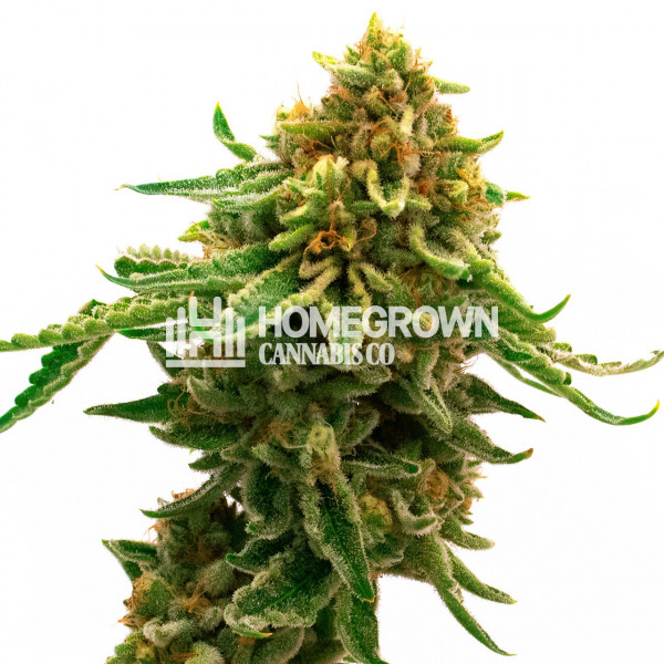 Gorilla Lemon Fire Feminized Cannabis Seeds - Strain info | Homegrown ...
