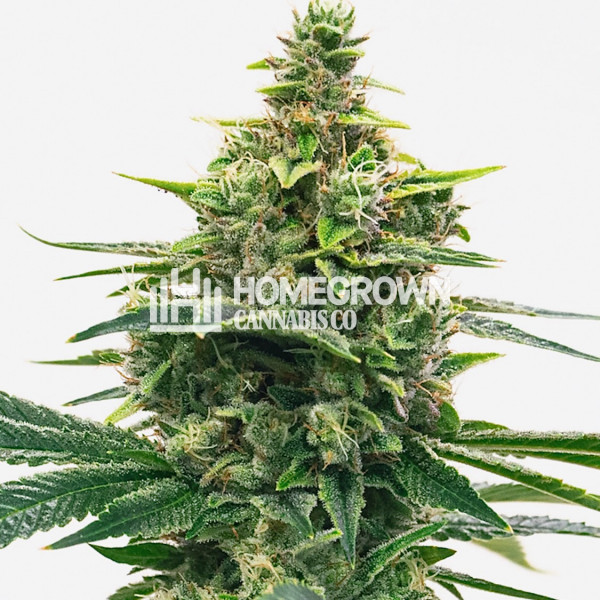 GMO Feminized Cannabis Seeds - Strain info | Homegrown Diaries