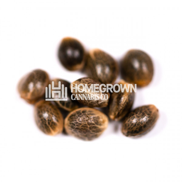 G13 Feminized Cannabis Seeds - Strain info | Homegrown Diaries