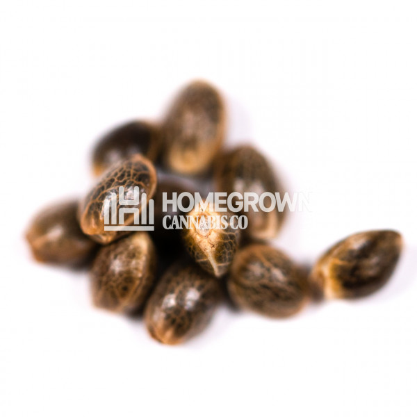 Sour Diesel Autoflower Cannabis Seeds - Strain info | Homegrown Diaries