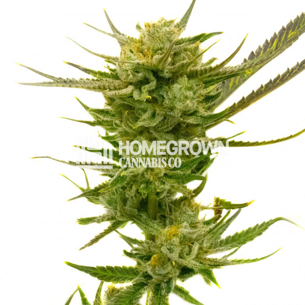 Lemon Autoflower Cannabis Seeds - Strain info | Homegrown Diaries