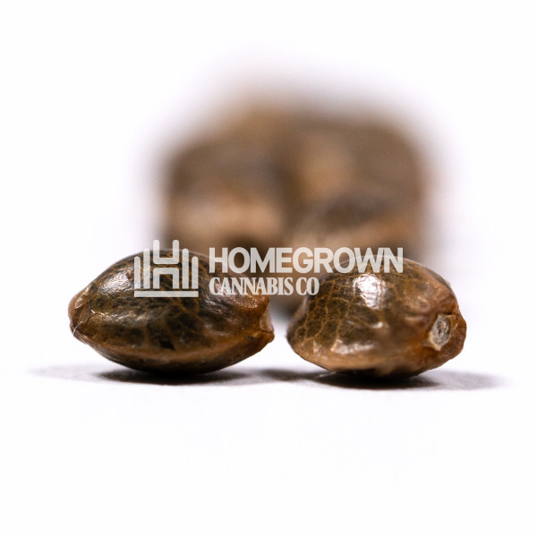 Girl Scout Cookies Autoflower Cannabis Seeds - Strain info | Homegrown ...