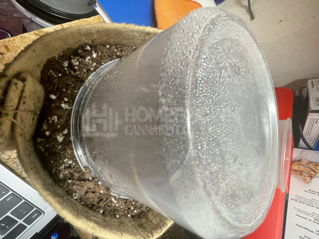 Bubblegum Autoflower Cannabis Seeds week 1 grow journal by ian-cozart ...