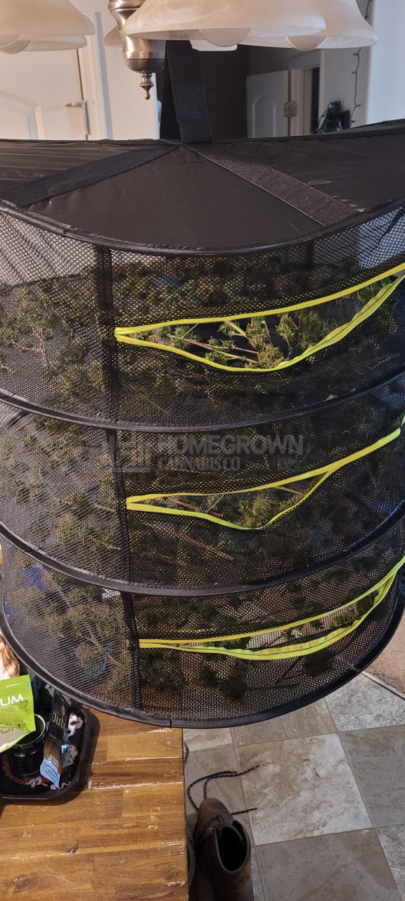 Do-Si-Dos Autoflower Cannabis Seeds week 17 grow journal by swazey ...