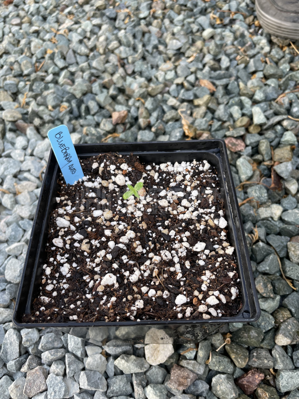 Blueberry Autoflower Cannabis Seeds week 1 grow journal by ...