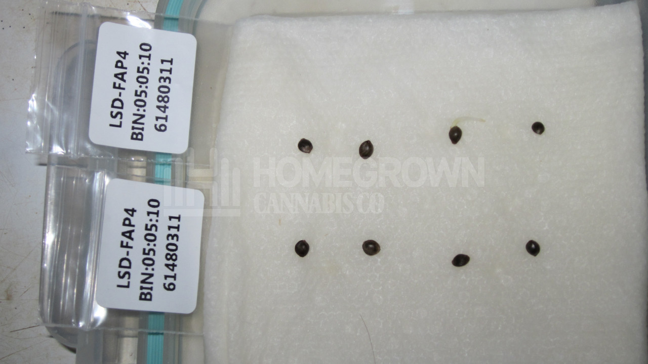 LSD Autoflower Seeds Online | Homegrown Cannabis Co.