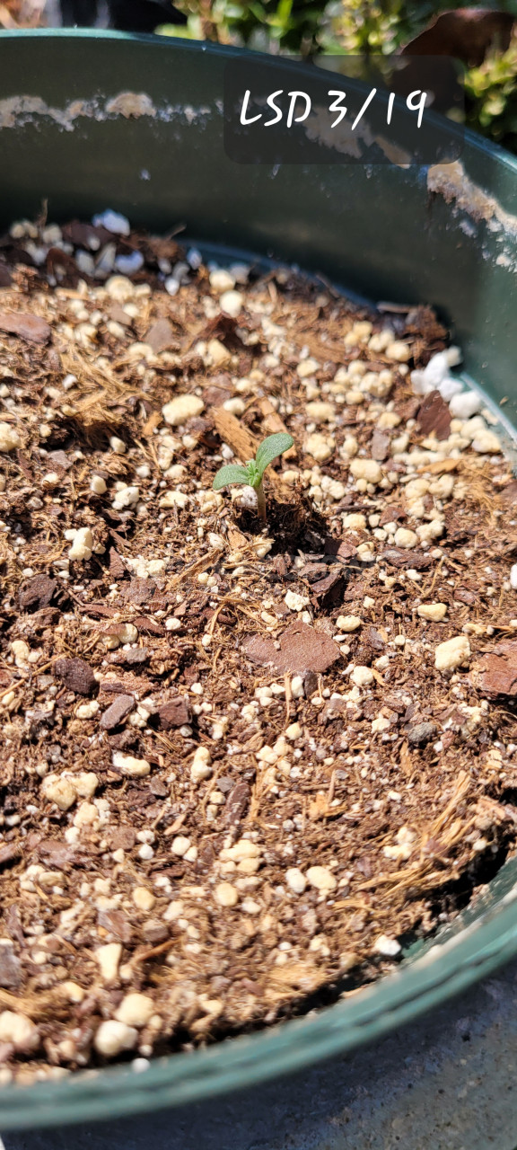 LSD Autoflower Cannabis Seeds week 2 grow journal by madamg - LSD AUTO ...