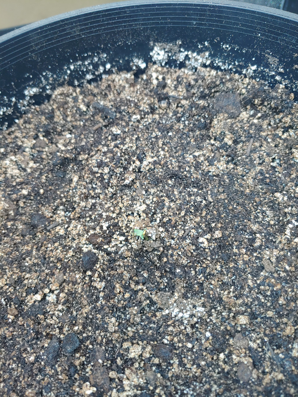 Blood Diamond OG Feminized Cannabis Seeds week 1 grow journal by ...