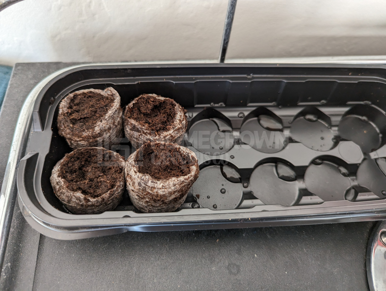 Buy Girl Scout Cookies Seeds Feminized | HomeGrown Cannabis Co.