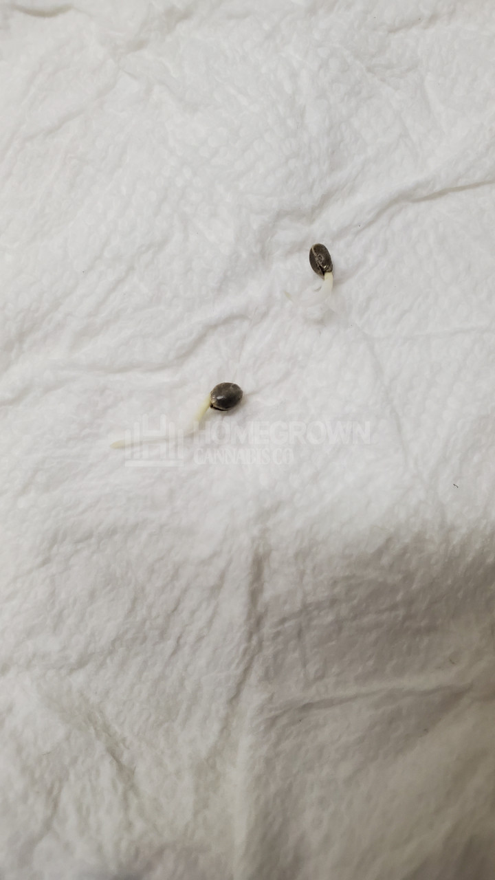 Lowryder Autoflower Cannabis Seeds week 1 grow journal by bigjay ...