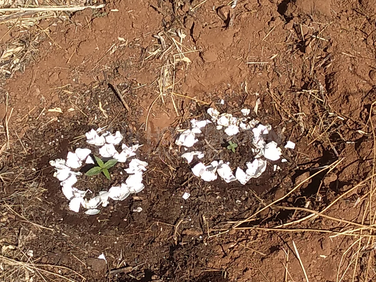 Sweet Tooth Autoflower Cannabis Seeds week 1 grow journal by Kylegib ...