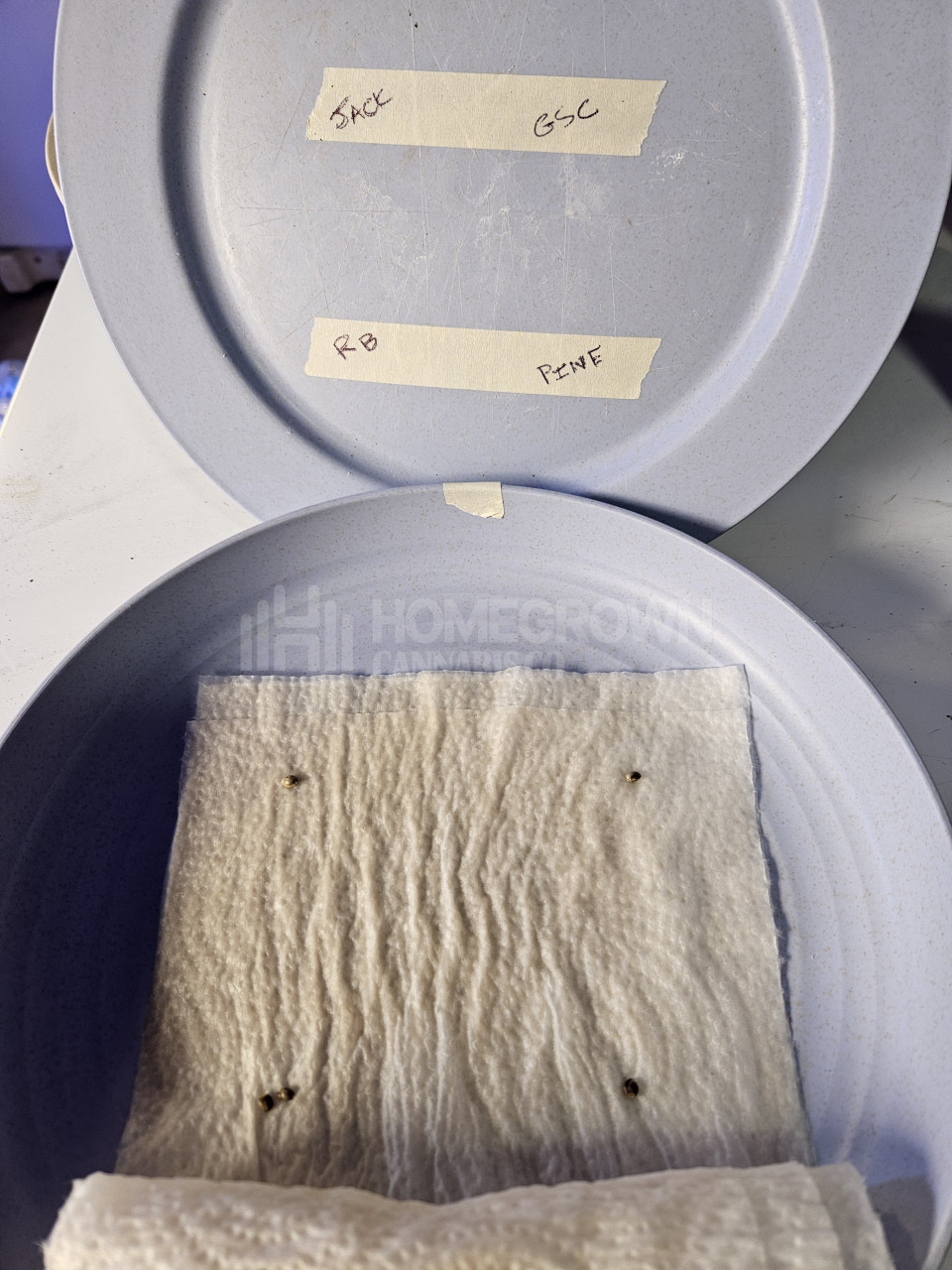 Pine Autoflower Cannabis Seeds week 1 grow journal by tripleg - 2025 ...