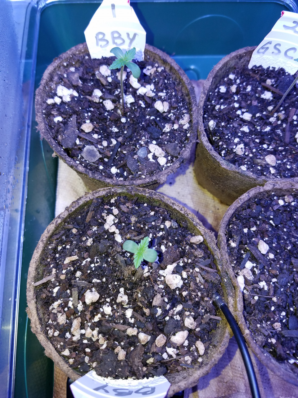 Blueberry Autoflower Cannabis Seeds week 1 grow journal by random ...