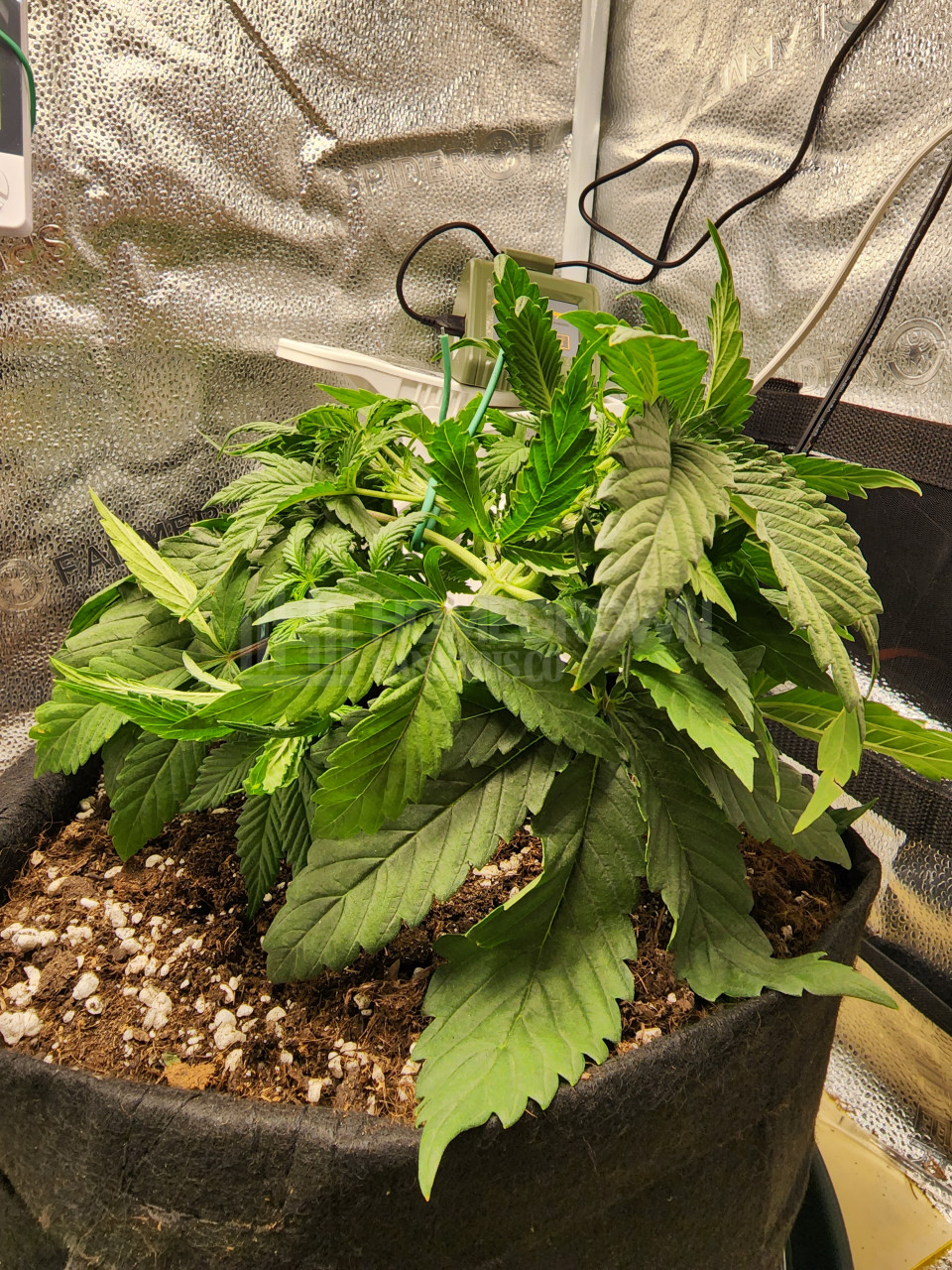 Critical Autoflower Cannabis Seeds week 4 grow journal by ryan757 ...