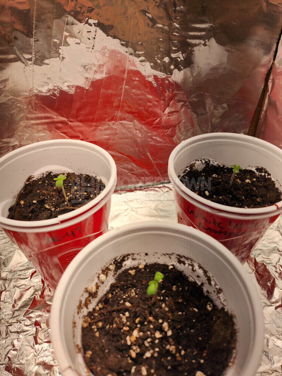 AK-47 Fast Version Cannabis Seeds week 2 grow journal by overkill - Ak ...