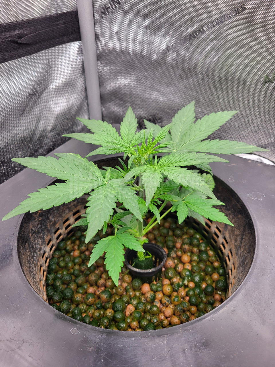 Big Devil Autoflower Cannabis Seeds week 4 grow journal by oldfart ...