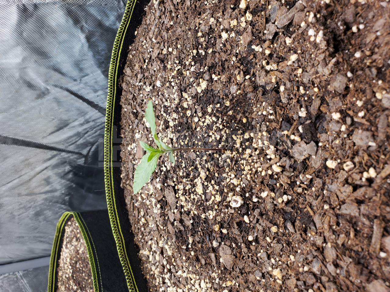 Gelato Autoflower Cannabis Seeds week 3 grow journal by turnandburn ...