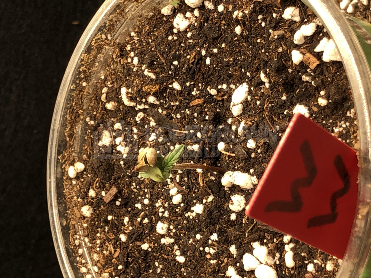 Gold Leaf Autoflower Cannabis Seeds week 1 grow journal by planttender ...
