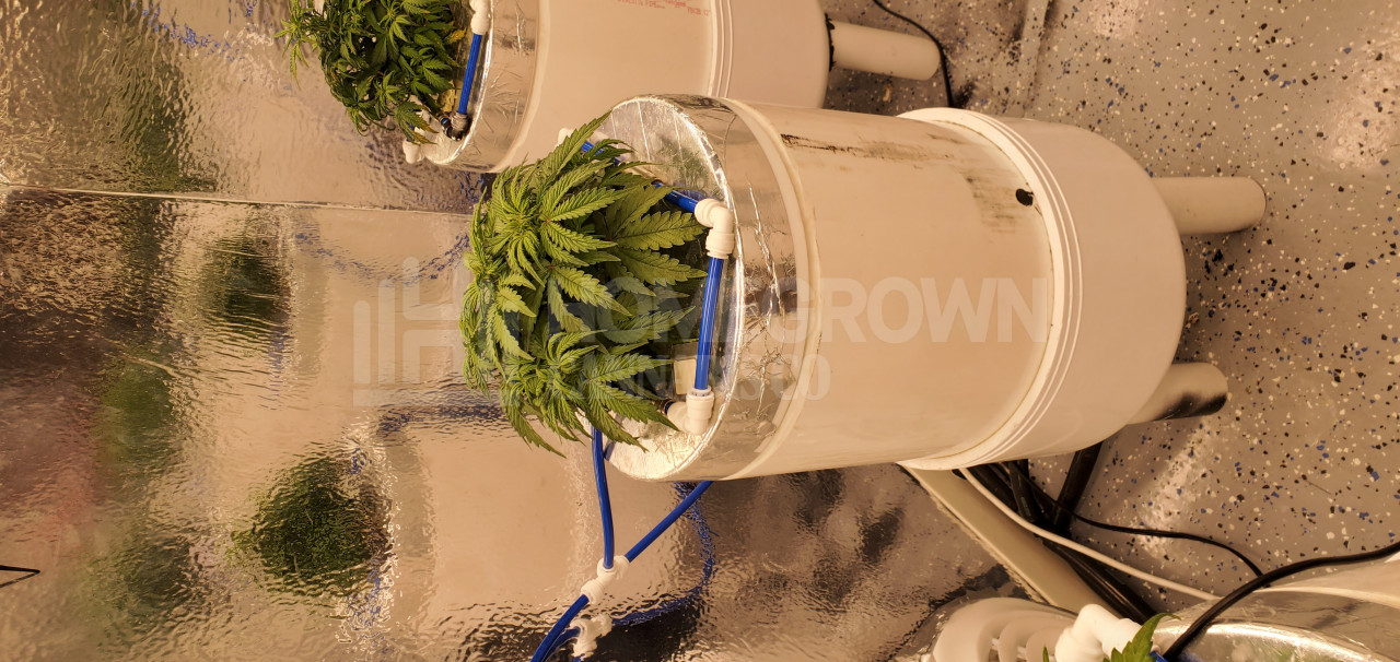 Critical Purple Autoflower Cannabis Seeds week 4 grow journal by ...