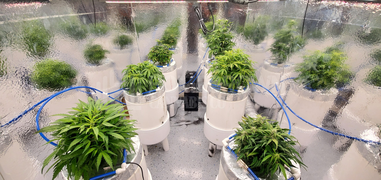 Critical Purple Autoflower Cannabis Seeds week 1 grow journal by ...