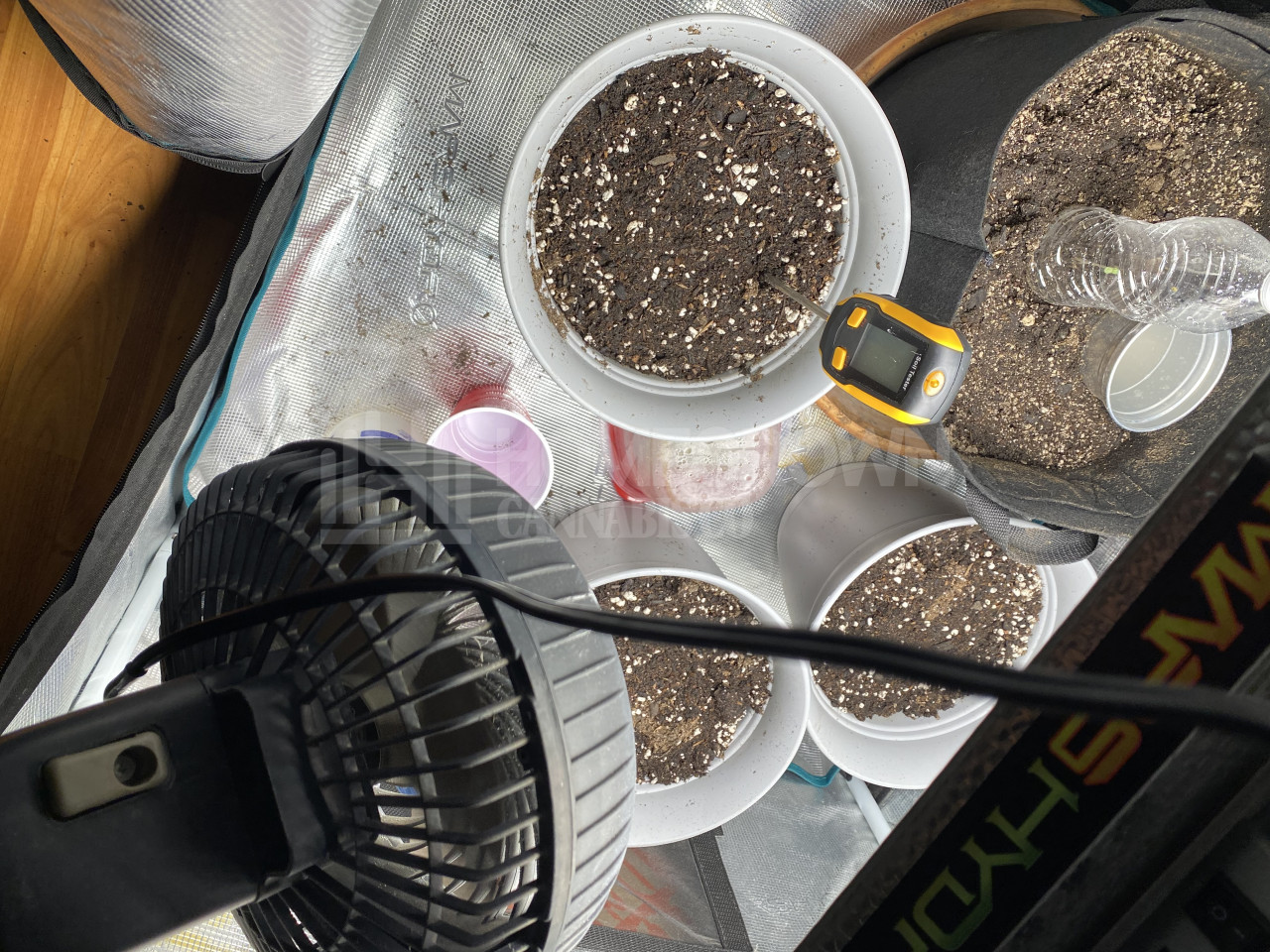 Runtz Feminized Cannabis Seeds week 1 grow journal by Ka_boom - White ...