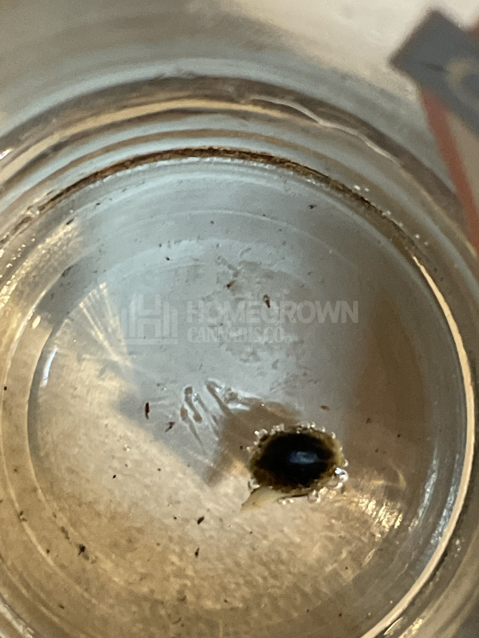 Blue Cheese Autoflower Cannabis Seeds week 1 grow journal by peepaw420 ...