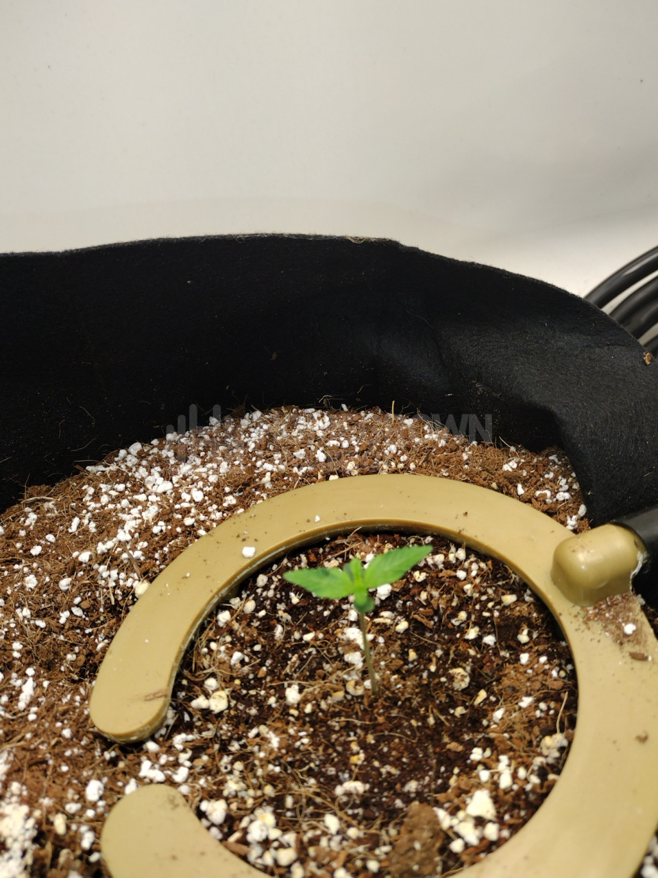 Bruce Banner Autoflower Cannabis Seeds week 2 grow journal by lkerr406 ...