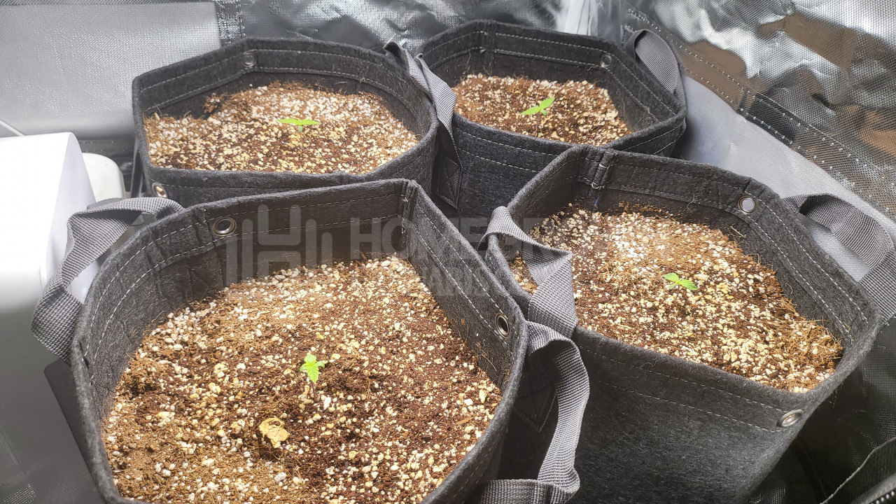 Magnum Autoflower Cannabis Seeds week 1 grow journal by hapy4you ...