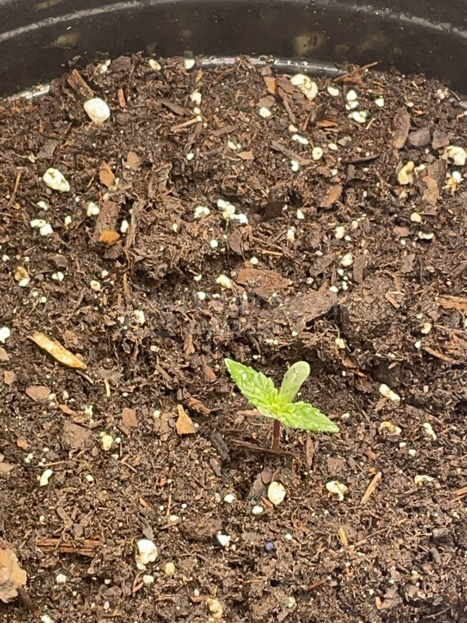 Gelato Autoflower Cannabis Seeds week 3 grow journal by semore914 - C4 ...